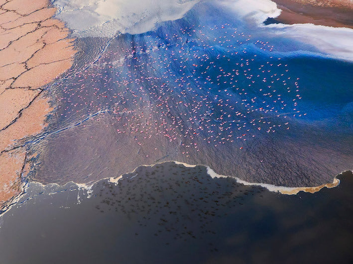 Flock Together Art Print | THE CURATED SERIES | Wall Art | Artists ...